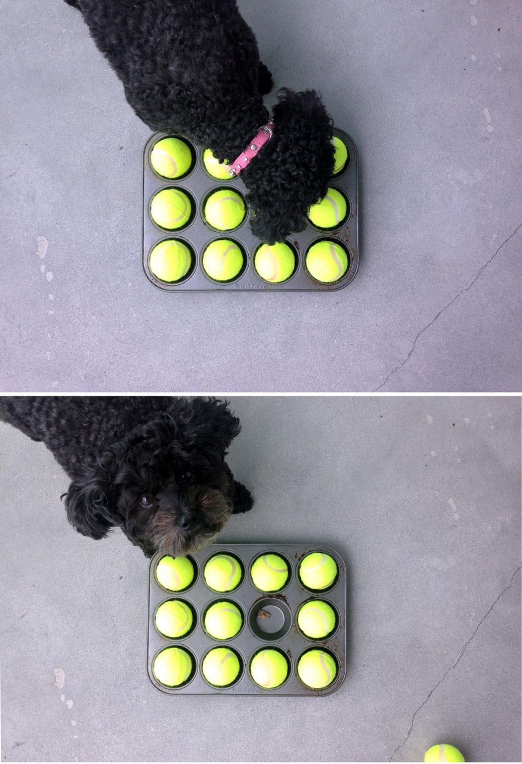Dog Games: Muffin Tin Treat Game