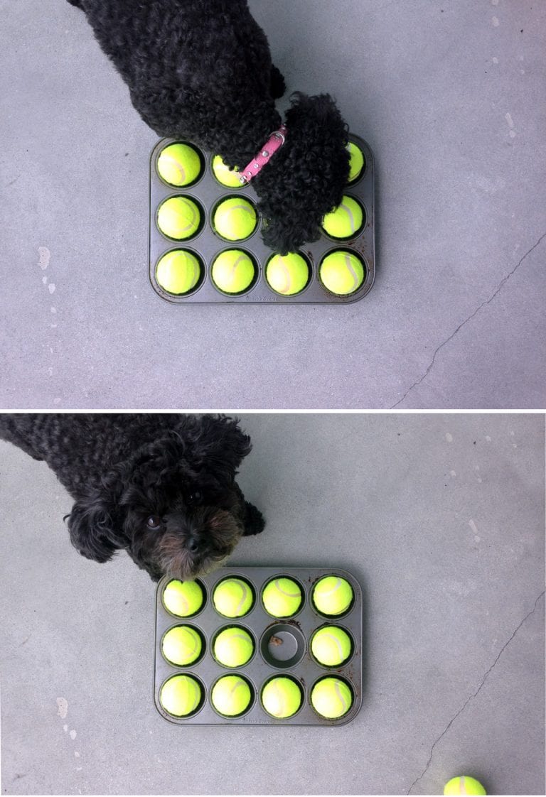 Dog Games: Muffin Tin Treat Game