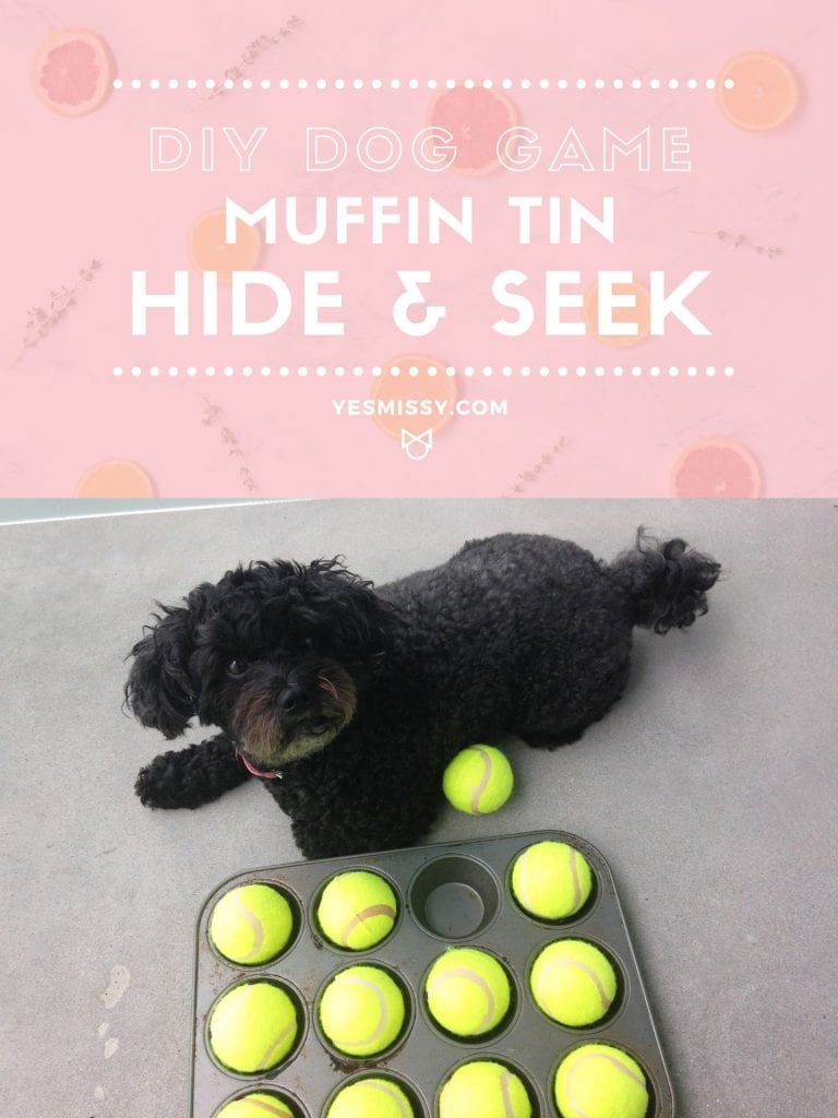 Dog Games: Muffin Tin Treat Game